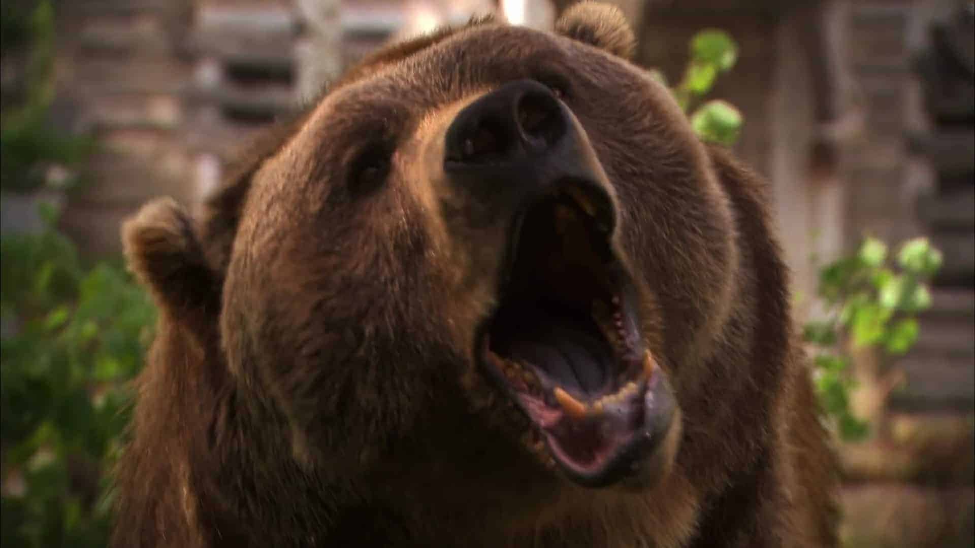 Grizzly Rage (2007) movie review | sbs.is