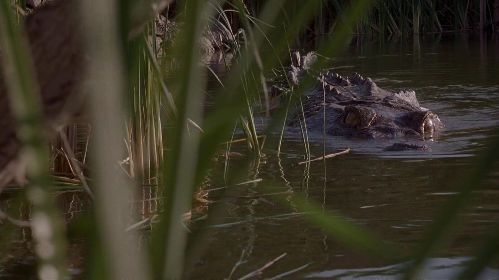 Crocodile (2000) movie review | sbs.is